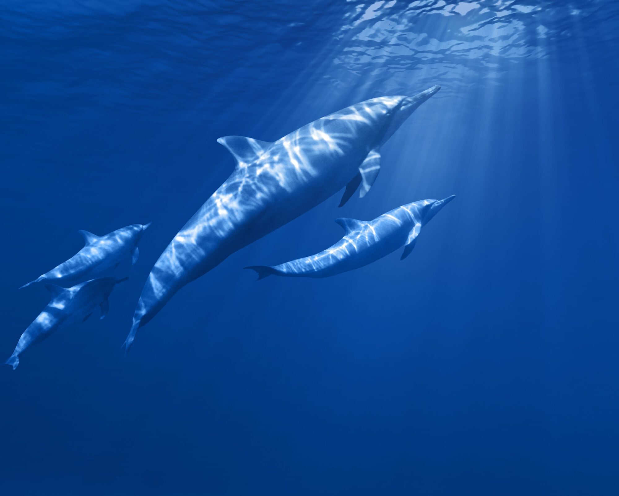 SHK | Envelope Group — Brand Strategy, Marketing and Design